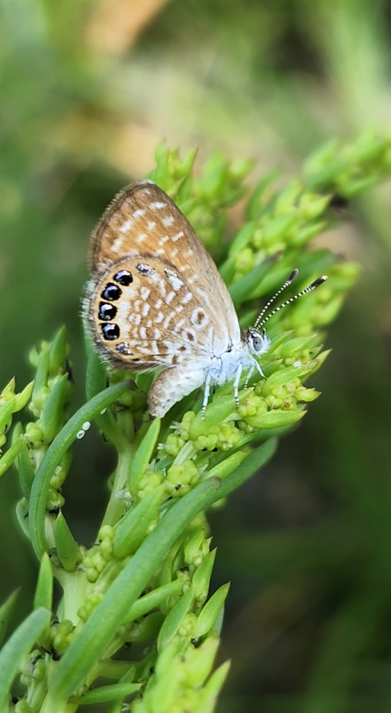 Eastern Pygmy-Blue from Florida City, FL 33034, USA on June 1, 2024 at ...