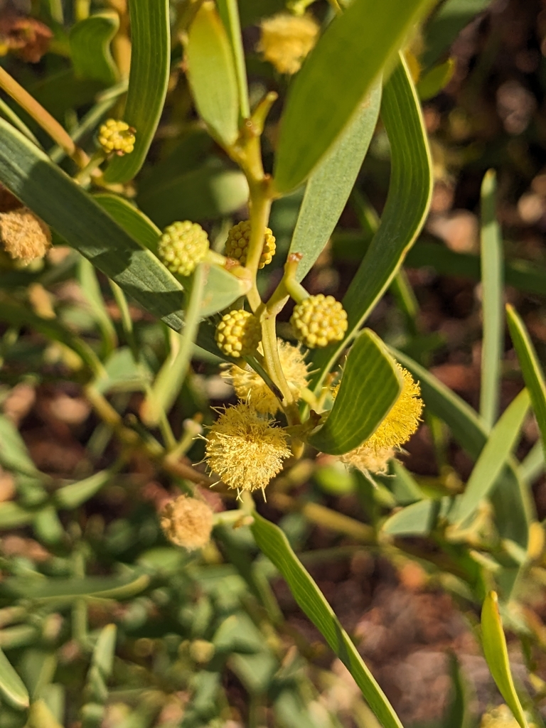 western coastal wattle from Port Moorowie SA 5576, Australia on June 2 ...
