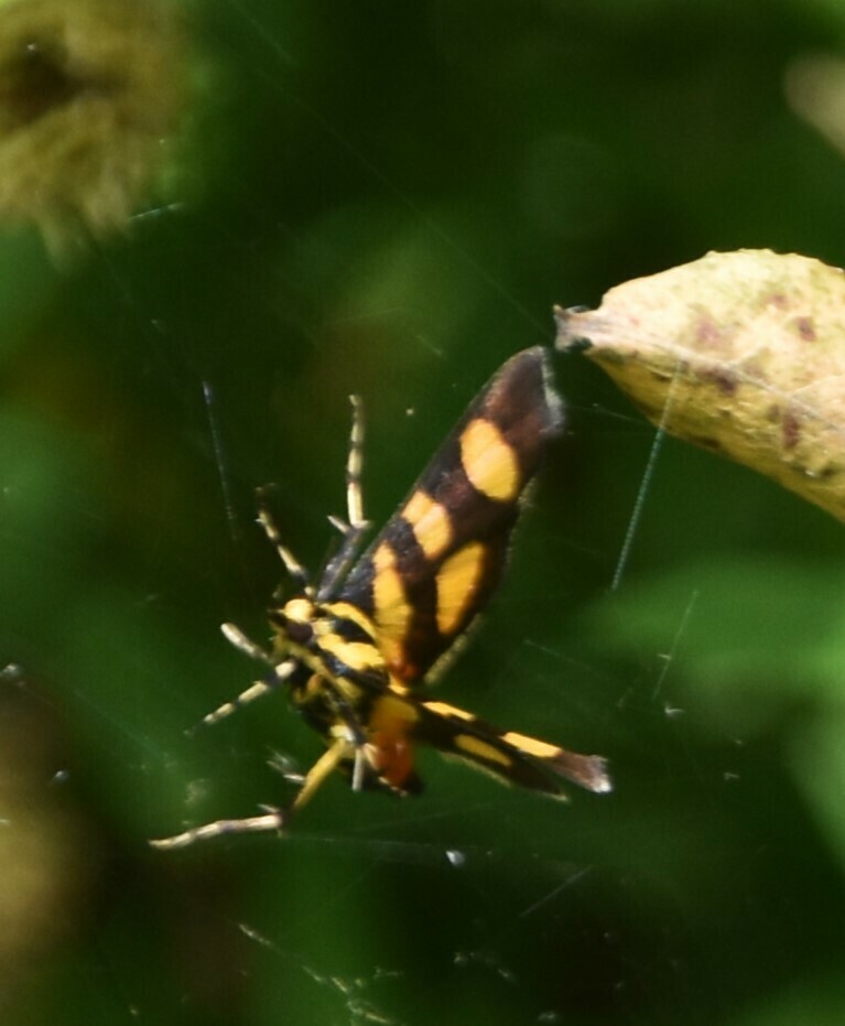 Orange-spotted Flower Moth from Polk County, FL, USA on June 1, 2024 at ...
