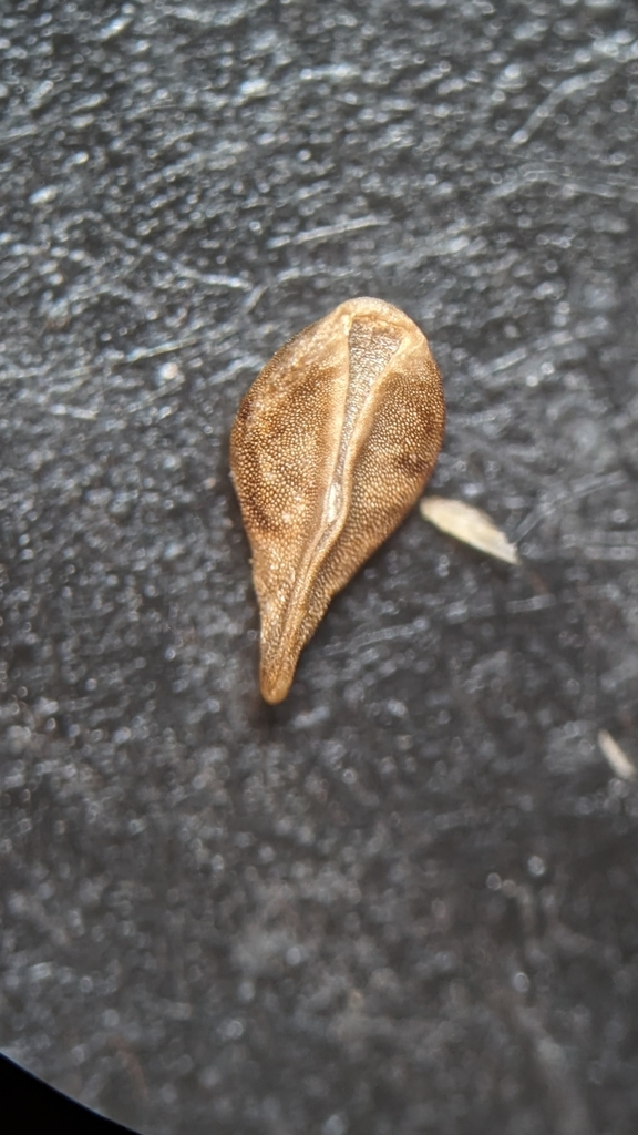 silky cryptantha in June 2024 by cmccarron. TJM elfora states ...