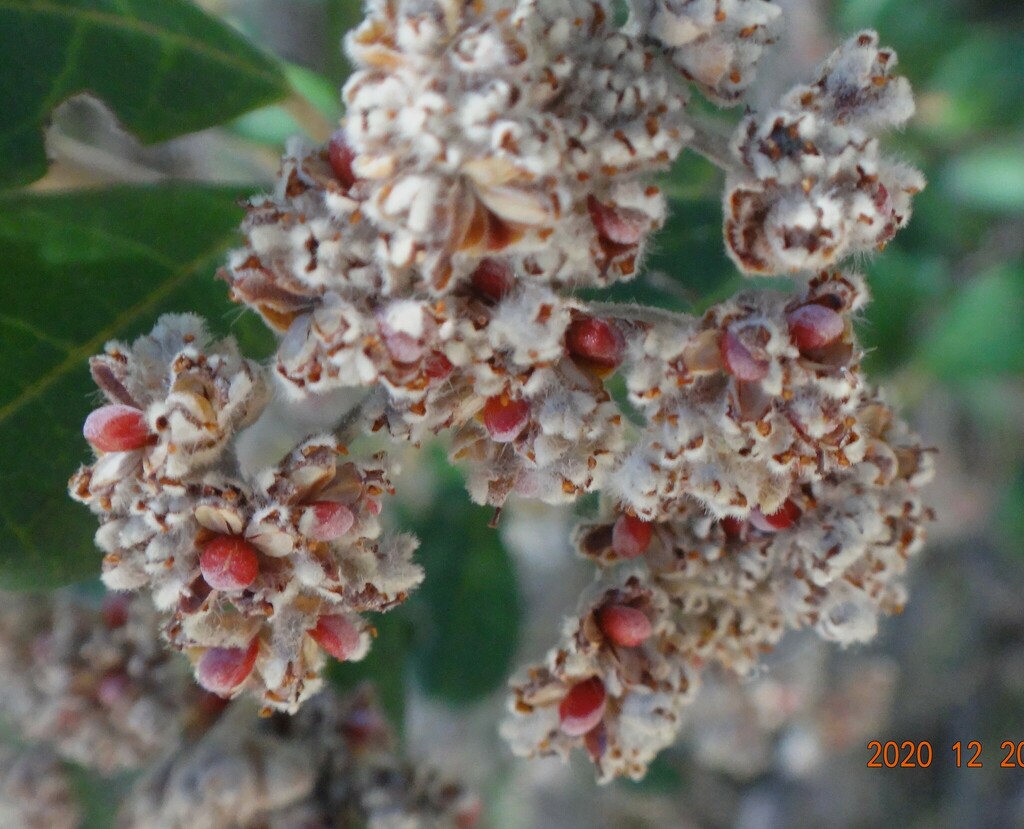 basket bush from Bunbury WA, Australia on December 20, 2020 at 12:39 PM ...