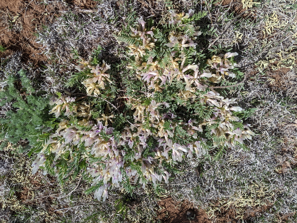 Ground-plum from Park County, CO, USA on May 30, 2024 at 10:28 AM by ...