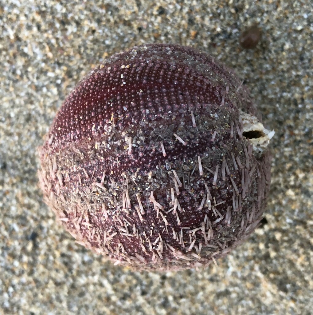 Inflated egg urchin from Robe SA 5276, Australia on June 1, 2024 at 07:23 AM by davidsando ...