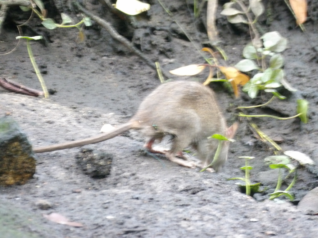 Brown Rat from Downs Dr, Bonita Springs, FL, US on June 1, 2024 at 05: ...