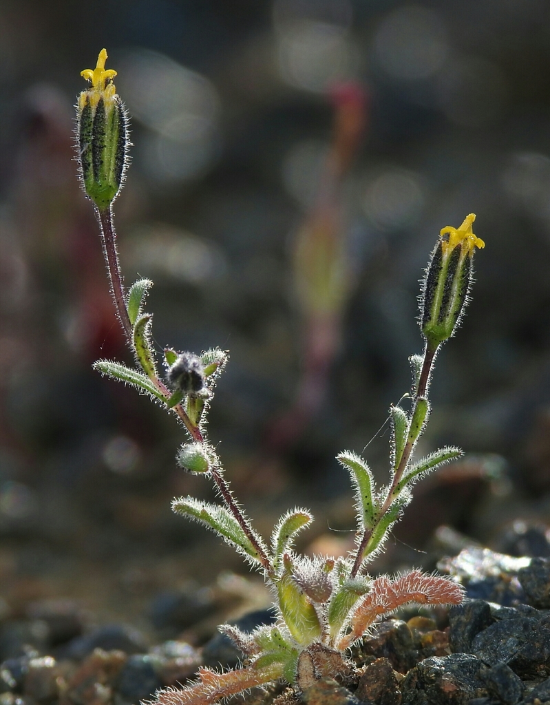 rayless layia (Rare plants of BLM Clear Creek Management Area ...