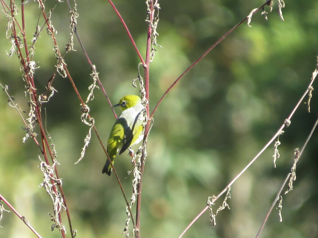 Silvereye from Brisbane QLD, Australia on June 2, 2024 at 10:34 AM by ...