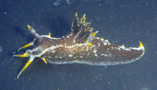 Hedgpeth's Polycera (Sea Slugs - Nudibranchs of California) · iNaturalist