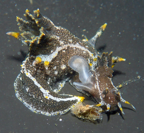 Hedgpeth's Polycera (Sea Slugs - Nudibranchs of California) · iNaturalist