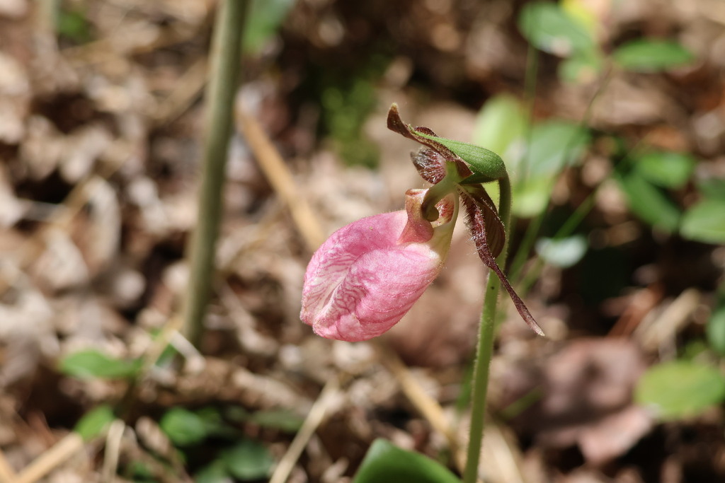 pink lady's slipper from Hartwick Pines State Park, 3612 State Park Dr ...