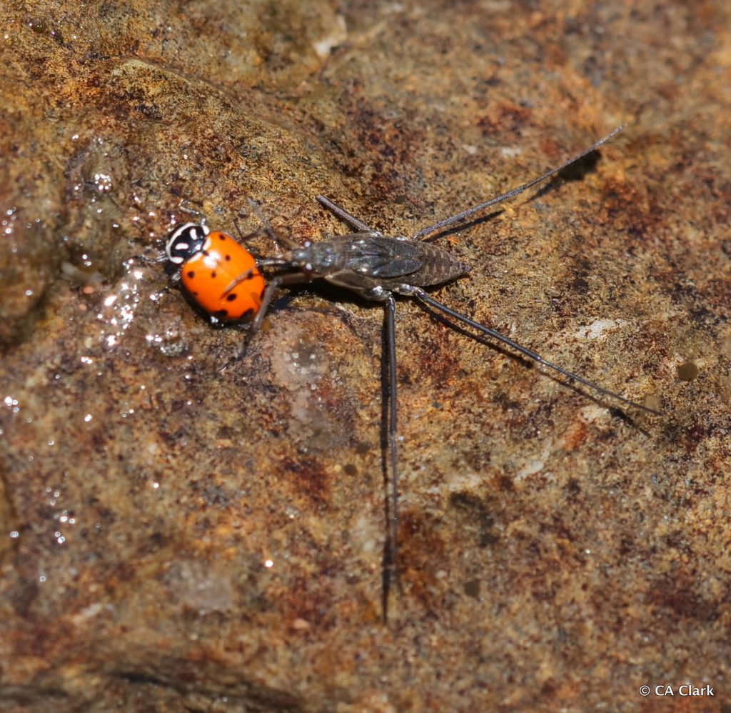 North American Common Water Strider from Mount Diablo State Park ...