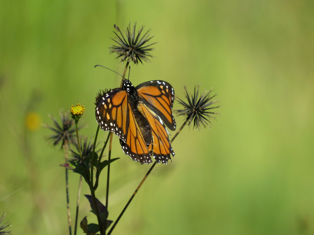 Monarch from Brisbane QLD, Australia on June 2, 2024 at 10:25 AM by ...