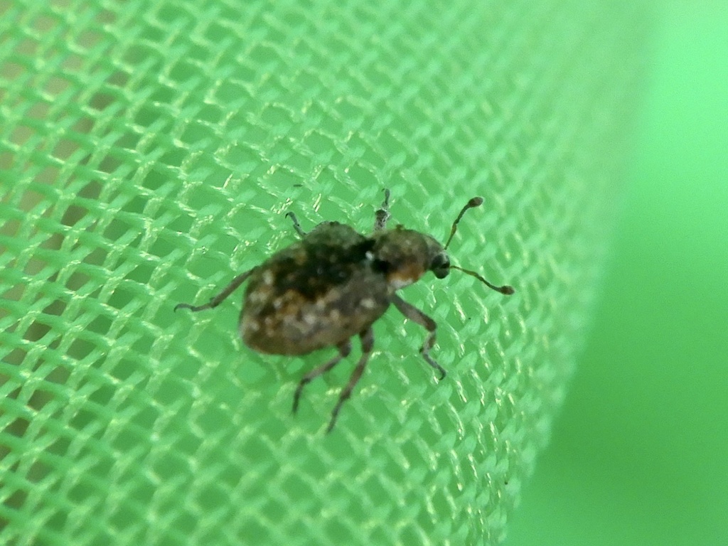 Azolla Weevil from 油江, 舞鶴市, 京都府, JP on June 1, 2024 at 02:27 PM by りなべる ...