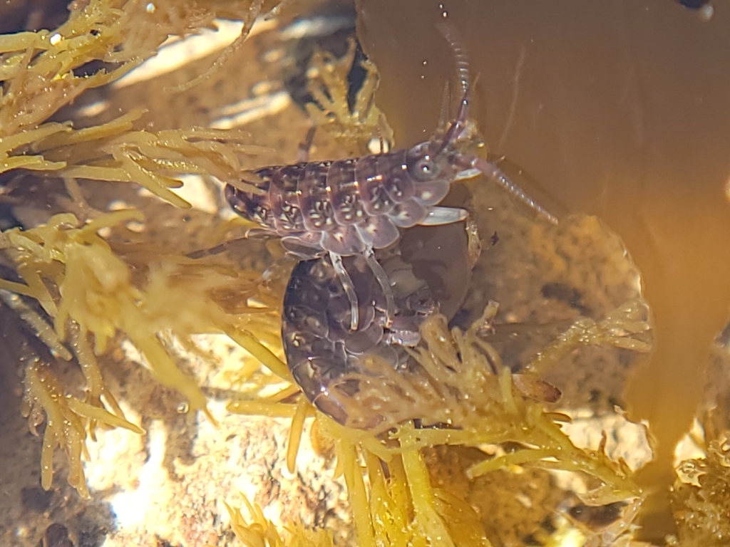 Hyalidae from Scotts Valley, CA 95060, USA on June 1, 2024 at 04:24 PM ...