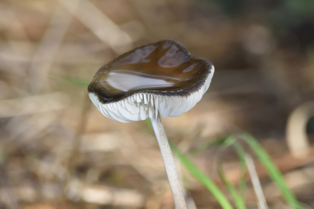 Oudemansiella gigaspora from The Australian Botanic Garden, Narellan ...