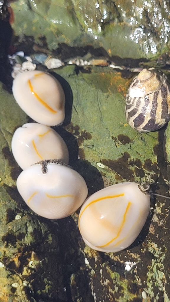 Gold Ring Cowry from Woolgoolga NSW 2456, Australia on June 2, 2024 at ...