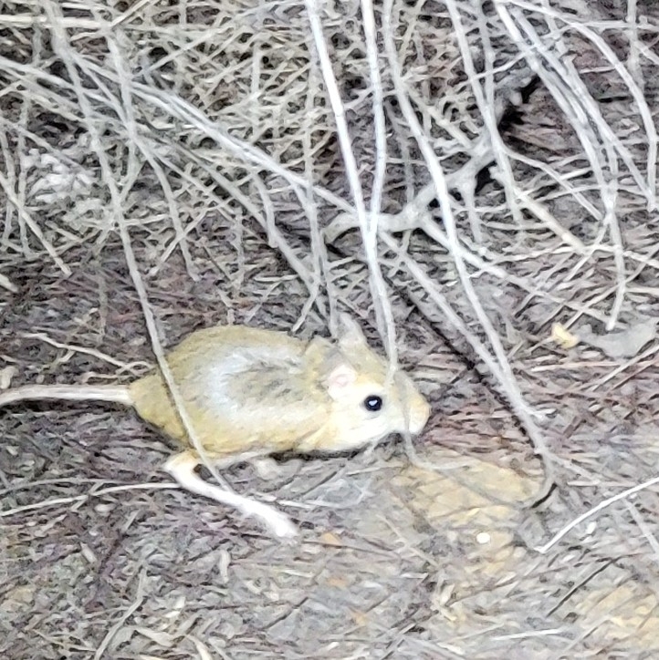 (Dipus) - Know Your Mammals