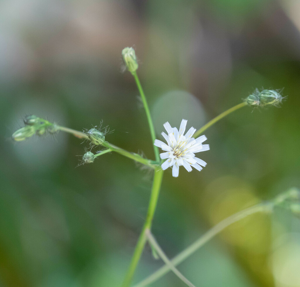 white hawkweed from Mount Diablo State Park, Contra Costa County, CA ...