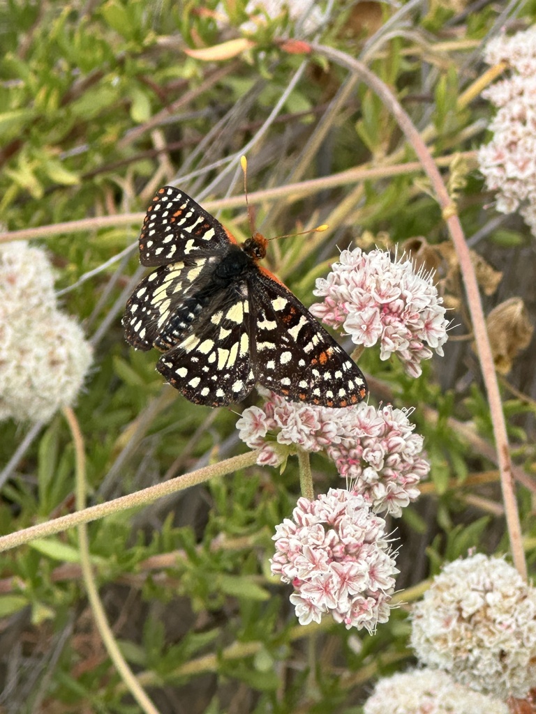 Variable Checkerspot from Ed Davis Park in Towsley Canyon, Newhall, CA ...