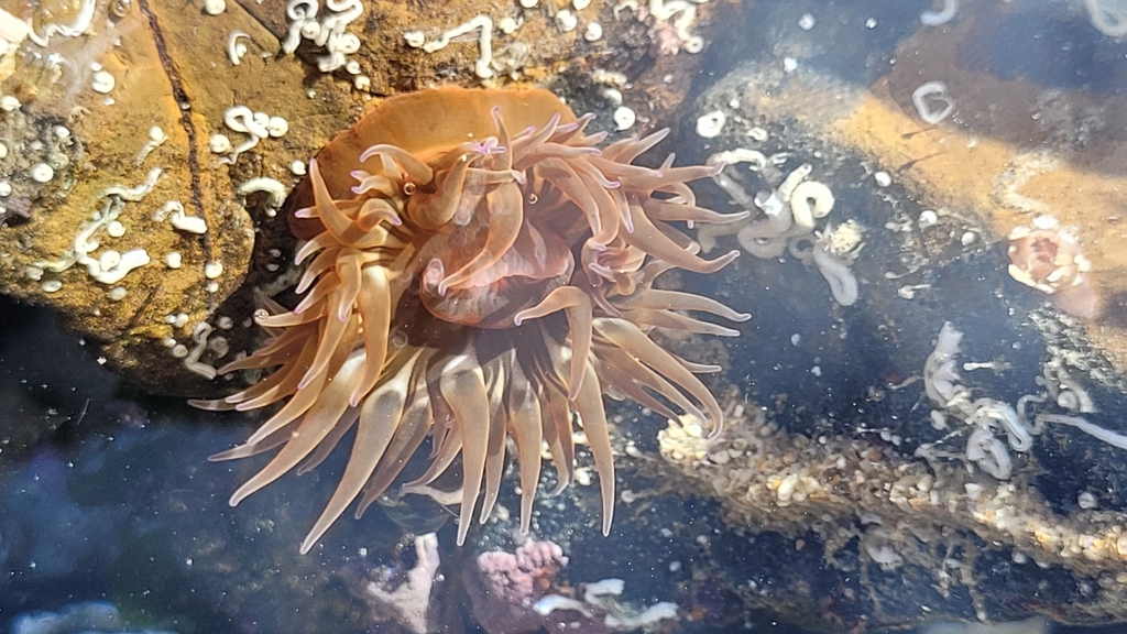 Anemonia mutabilis from Mullaway NSW 2456, Australia on June 2, 2024 at ...