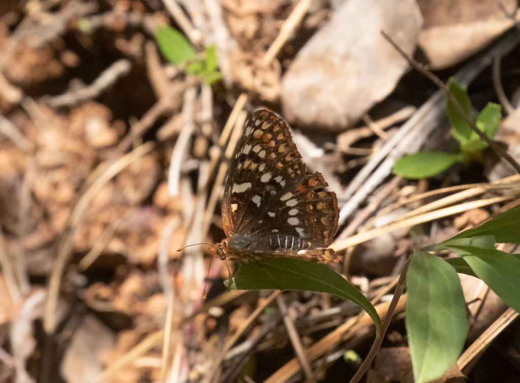 Northern Checkerspot from Cohasset, CA 95973, USA on June 1, 2024 at 12 ...