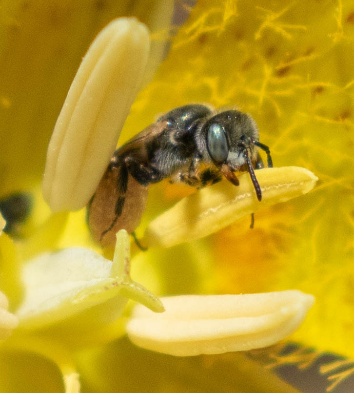 California Fairy Bee from Mount Diablo State Park, Contra Costa County ...