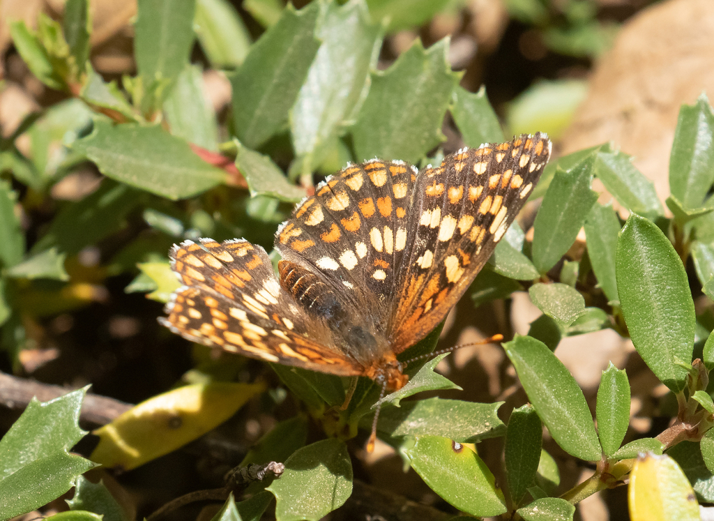 Northern Checkerspot from Cohasset, CA 95973, USA on June 1, 2024 at 12 ...