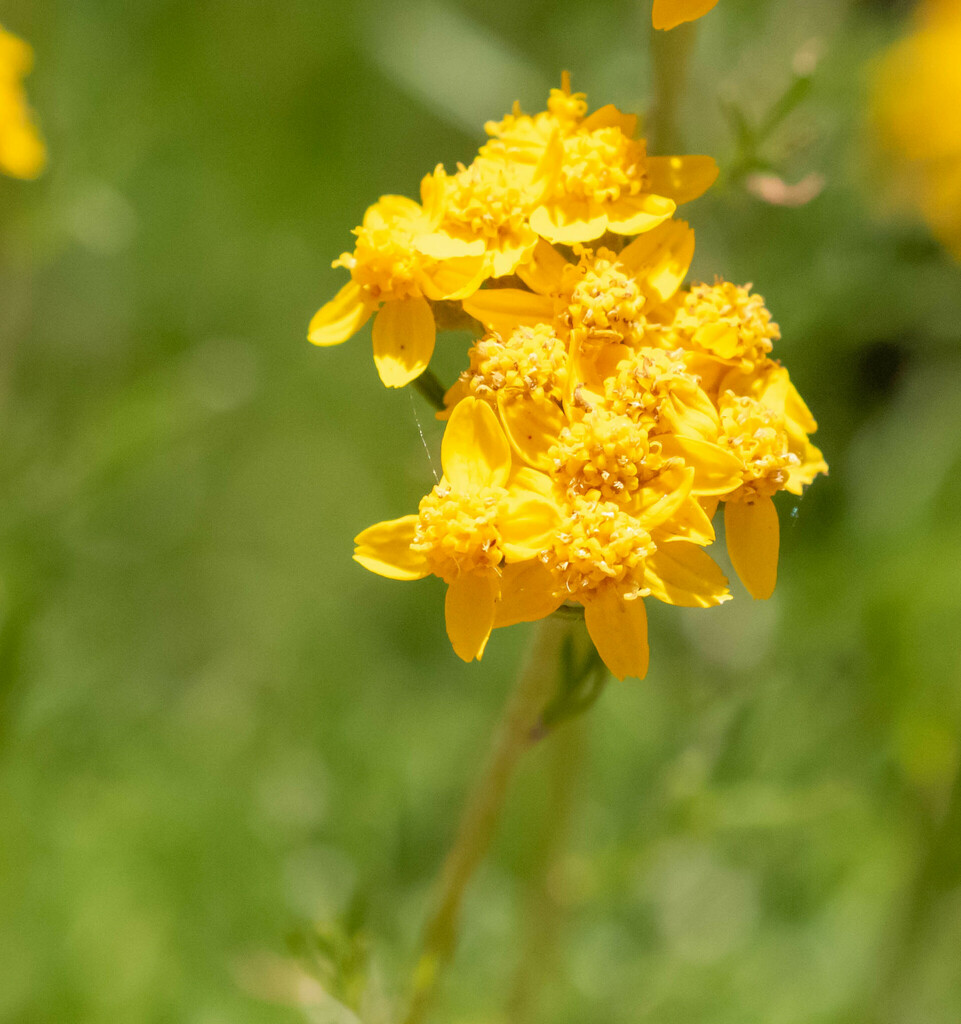 Golden Yarrow from Mount Diablo State Park, Contra Costa County, CA ...