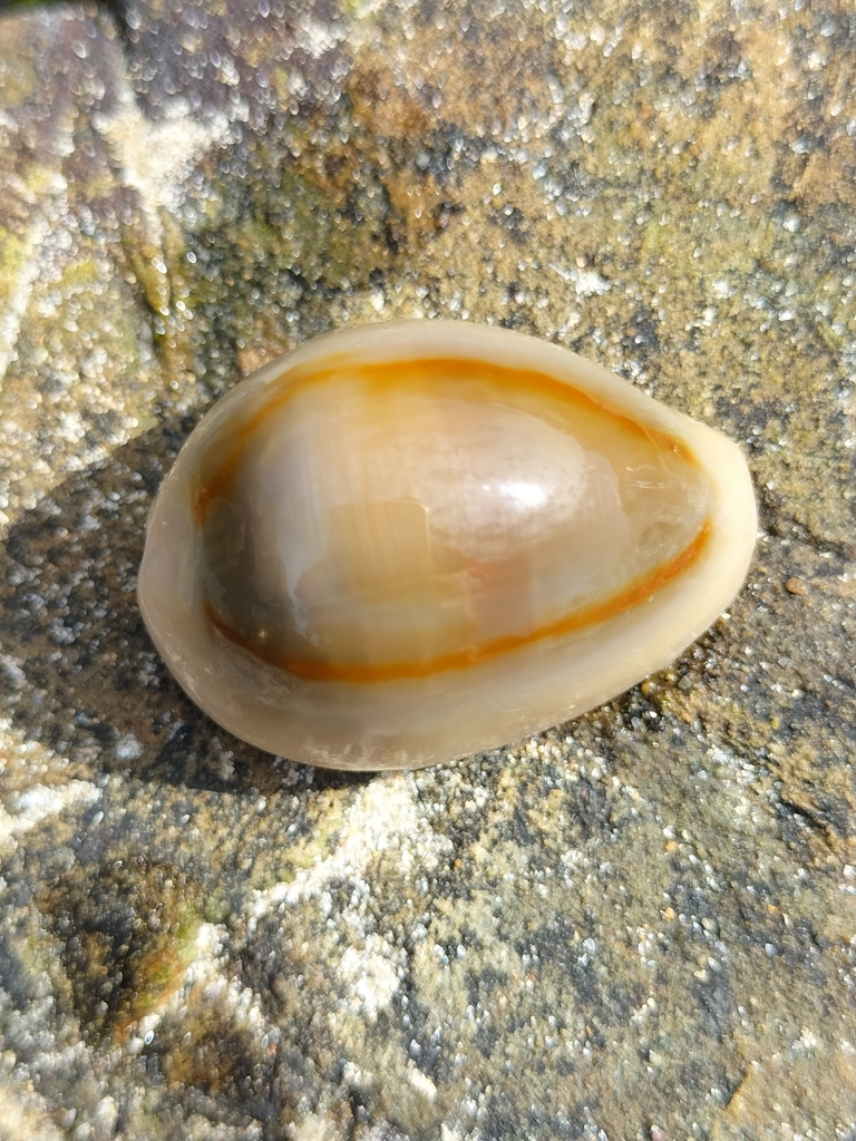Gold Ring Cowry from Woolgoolga NSW 2456, Australia on June 2, 2024 at ...