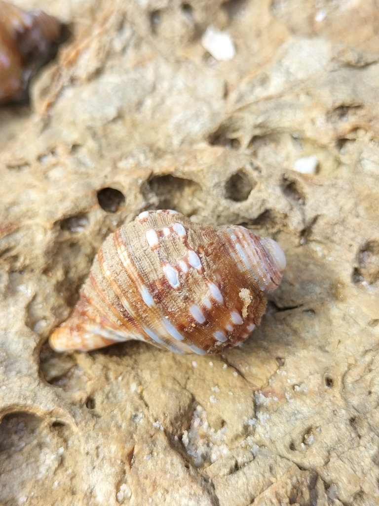 Spengler's Trumpet Snail from Woolgoolga NSW 2456, Australia on June 2 ...