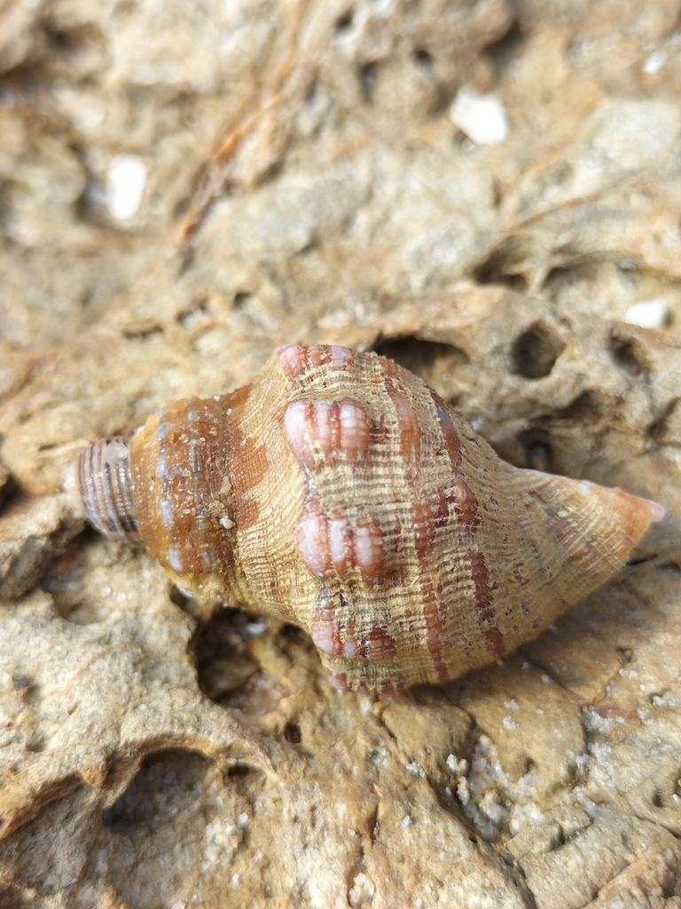 Spengler's Trumpet Snail from Woolgoolga NSW 2456, Australia on June 2 ...