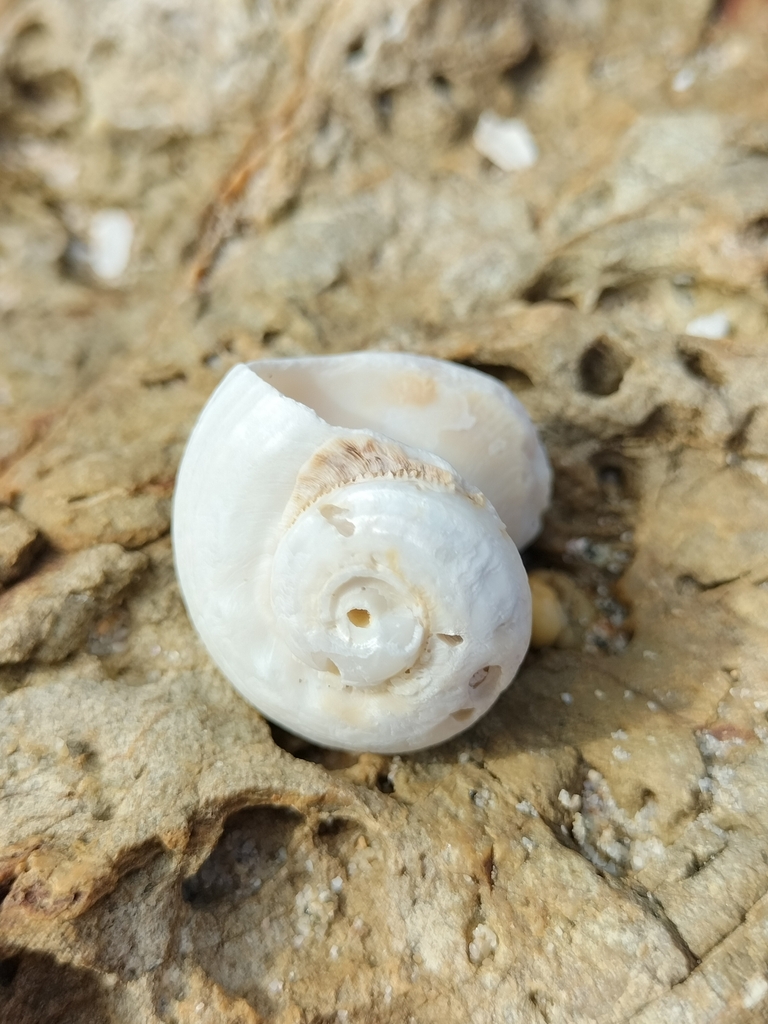 Rough turban shell from Woolgoolga NSW 2456, Australia on June 2, 2024 ...