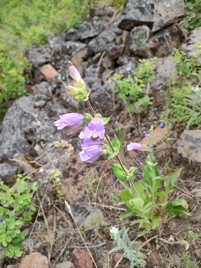 Stickystem Penstemon from Garfield County, WA, USA on June 01, 2024 at ...