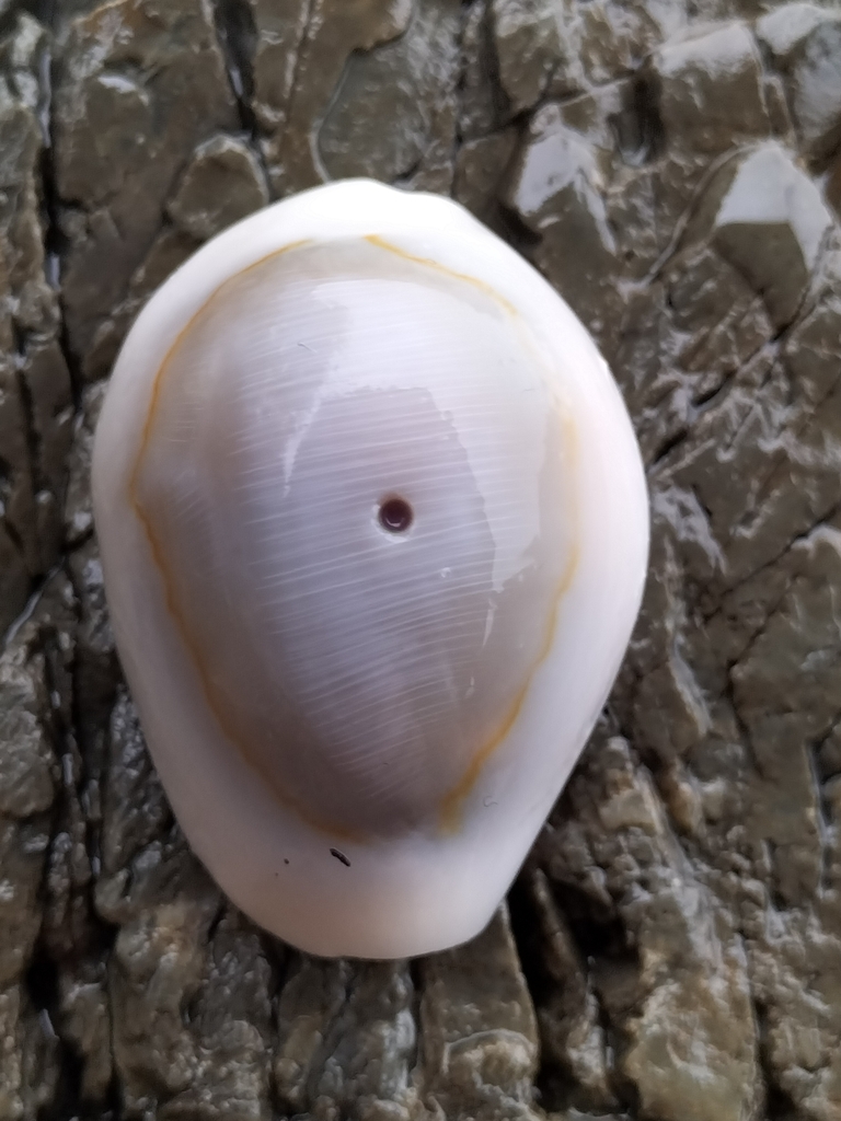 Gold Ring Cowry from Woolgoolga NSW 2456, Australia on June 1, 2024 at ...