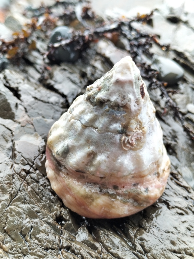 Common Tent Shell from Woolgoolga NSW 2456, Australia on June 1, 2024 ...