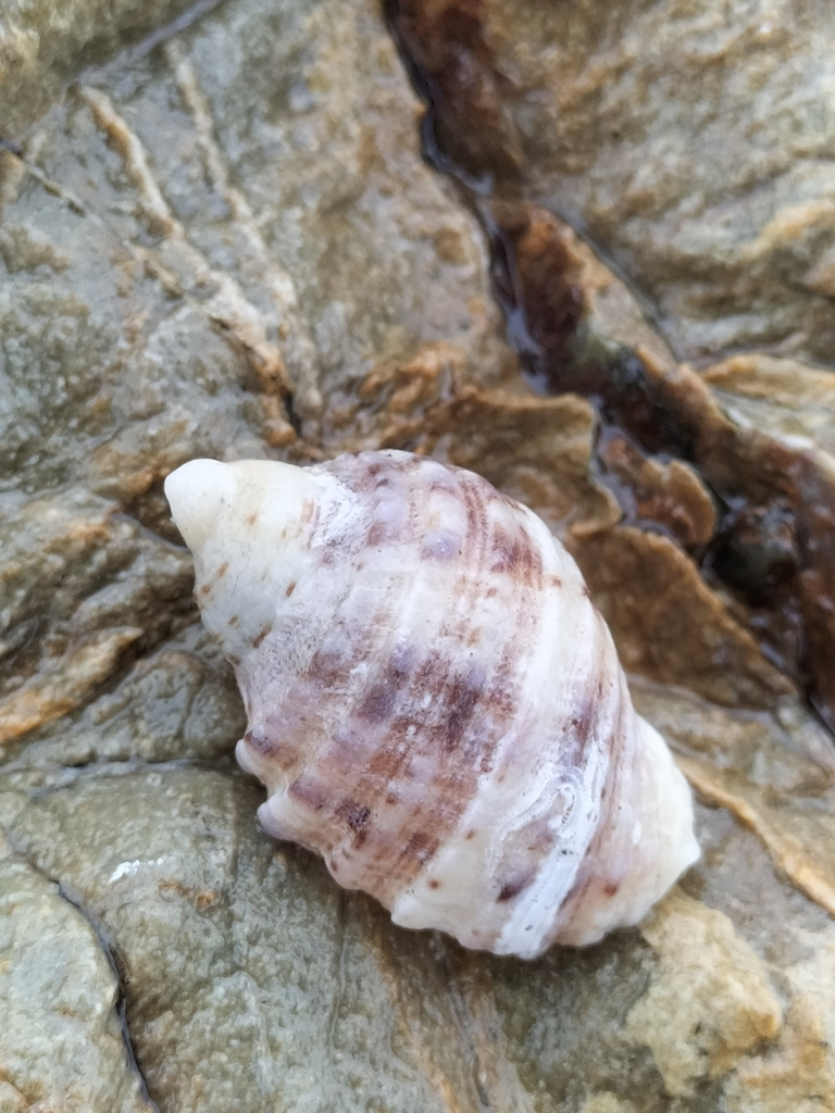 Cart-Rut Shell from Woolgoolga NSW 2456, Australia on June 1, 2024 at ...