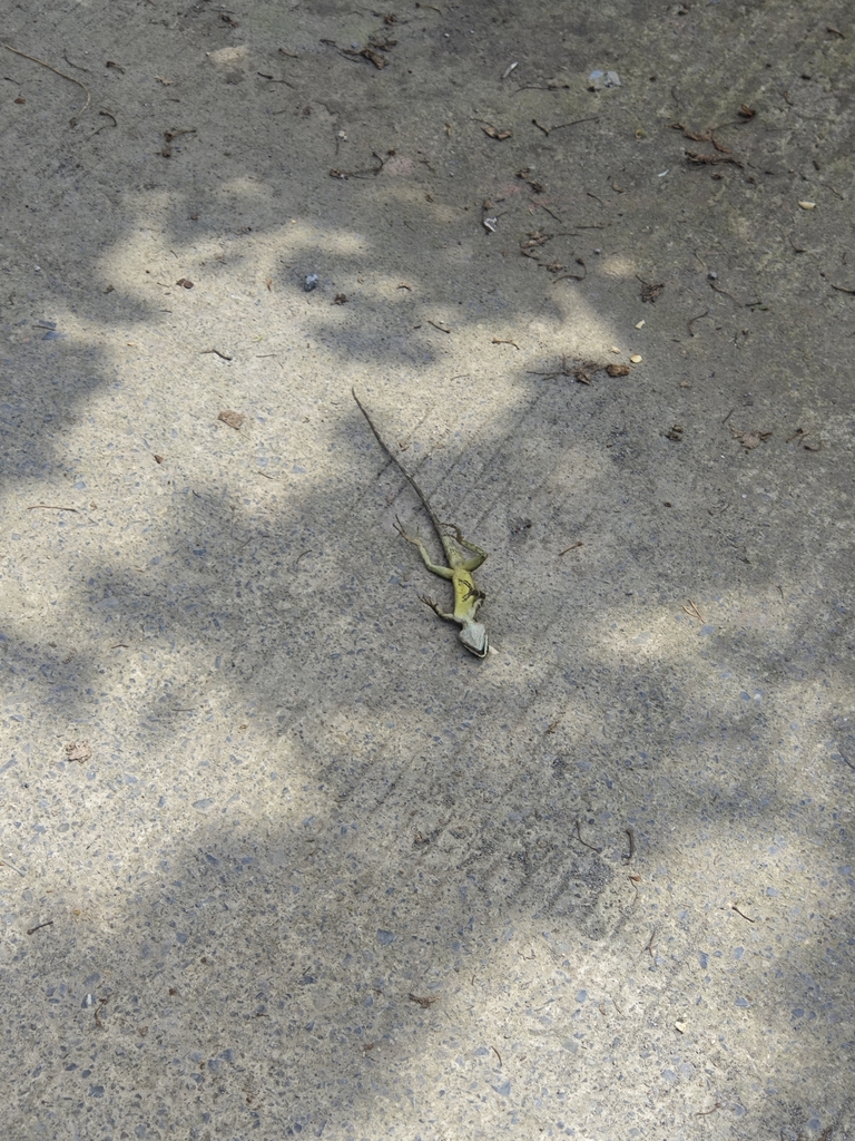 Green Striped Tree Dragon from 重庆市巫山县中国邮政 on April 25, 2024 at 01:04 PM ...