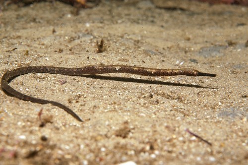 Bentstick Pipefish (Fishes of Cabbage Tree Bay Aquatic Reserve, Sydney ...