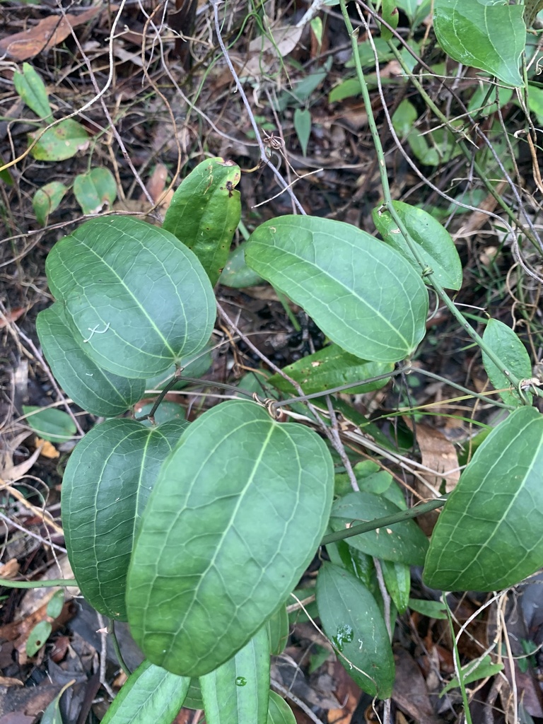 Austral Sarsaparilla from Glenrock State Conservation Area, Highfields, NSW, AU on June 2, 2024 ...