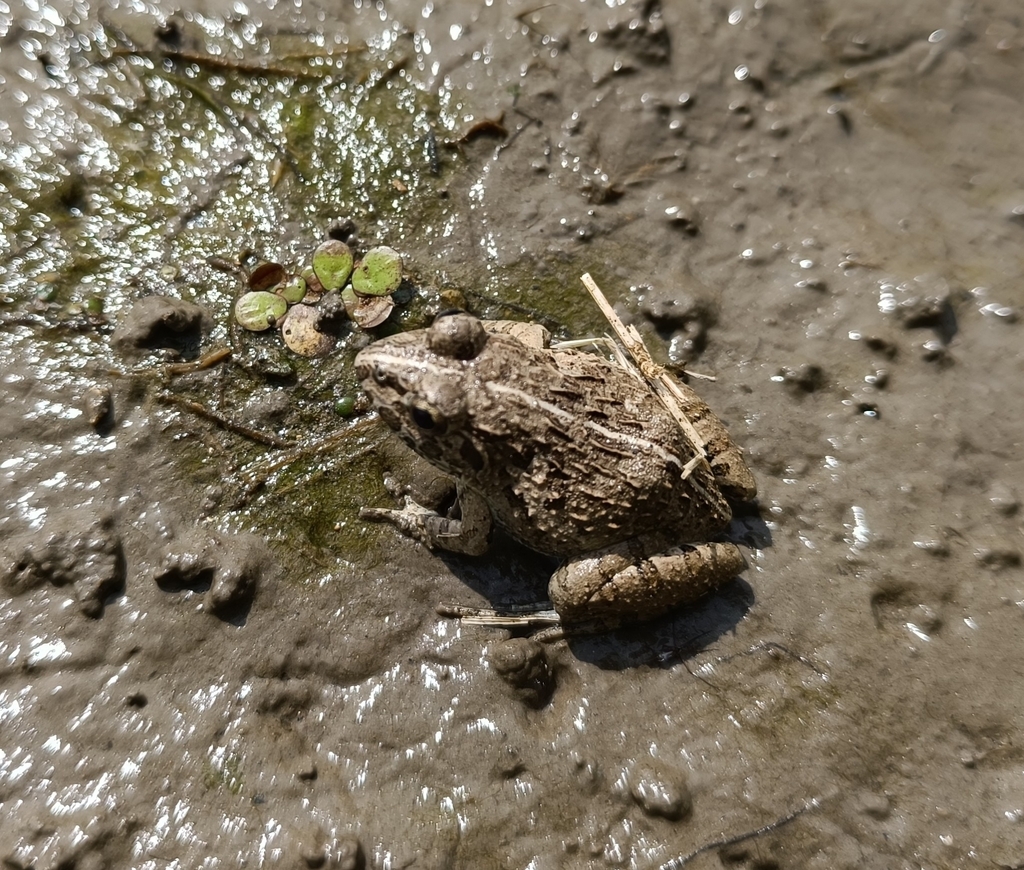 Rice field frog from 2021 Fujichō Ōaza Osoegawa, Saga, 840-0521, Japan ...