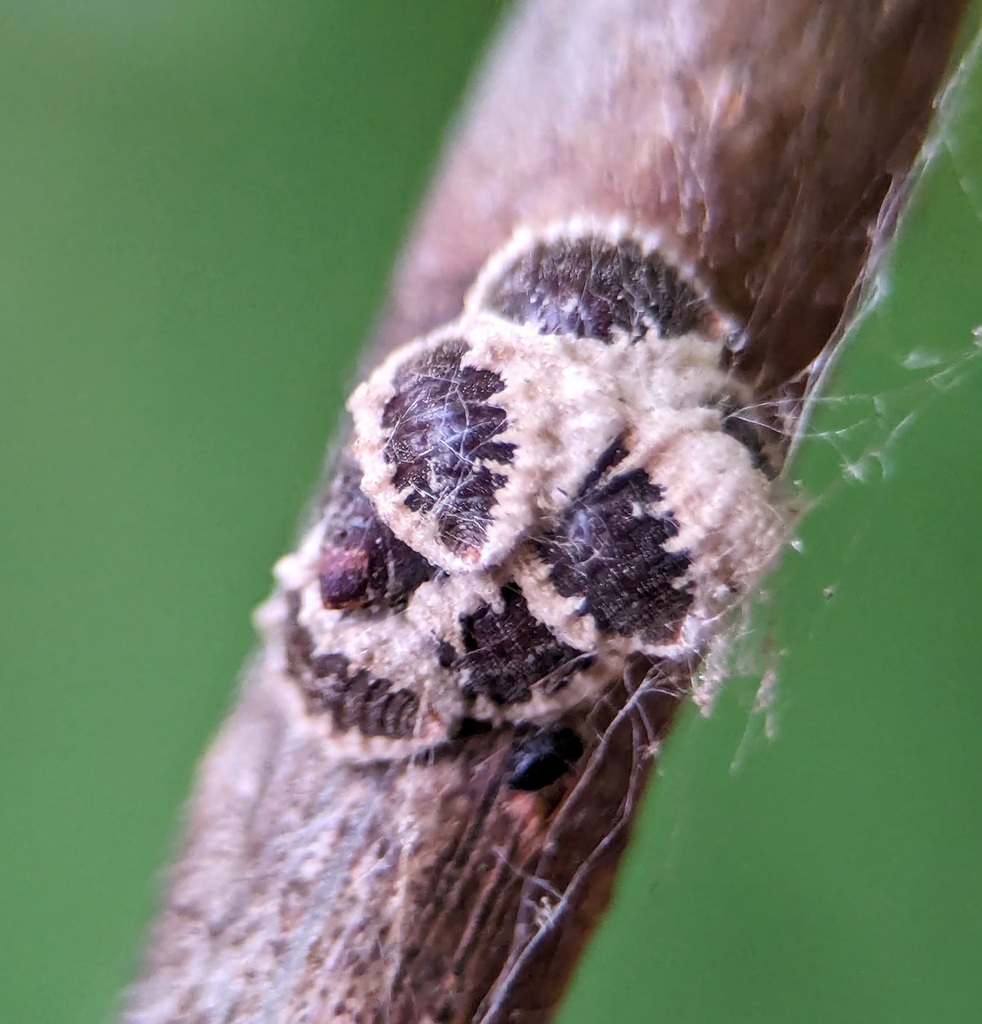 European Elm Scale from Shaker Heights, OH, USA on June 1, 2024 at 07: ...