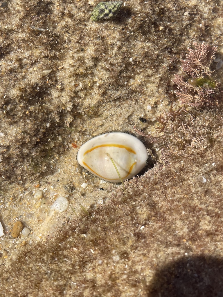 Gold Ring Cowry in June 2024 by Indra Bone · iNaturalist