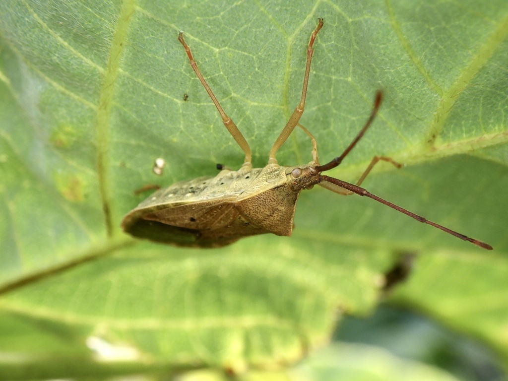 Homoeocerus unipunctatus from 油江, 舞鶴市, 京都府, JP on June 1, 2024 at 04:39 ...