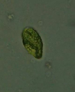 Cryptista from 5HXJ+GG, Crossroads QLD 4413, Australia on June 1, 2024 ...