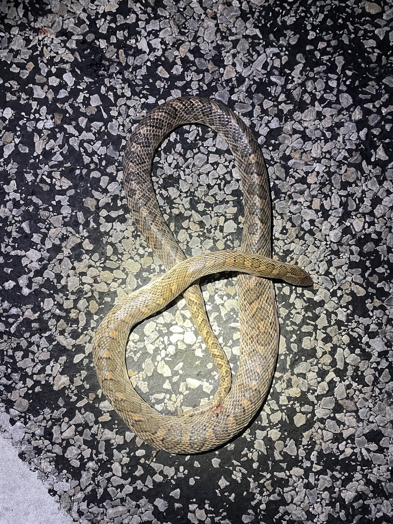 Glossy Snake from SH-214, Muleshoe, TX, US on June 2, 2024 at 12:57 AM ...