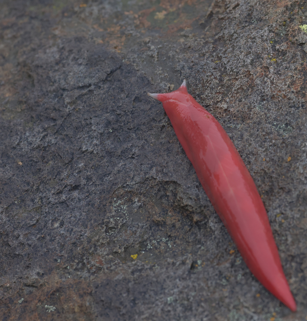 Kaputar Pink Slug in June 2024 by rivendel · iNaturalist