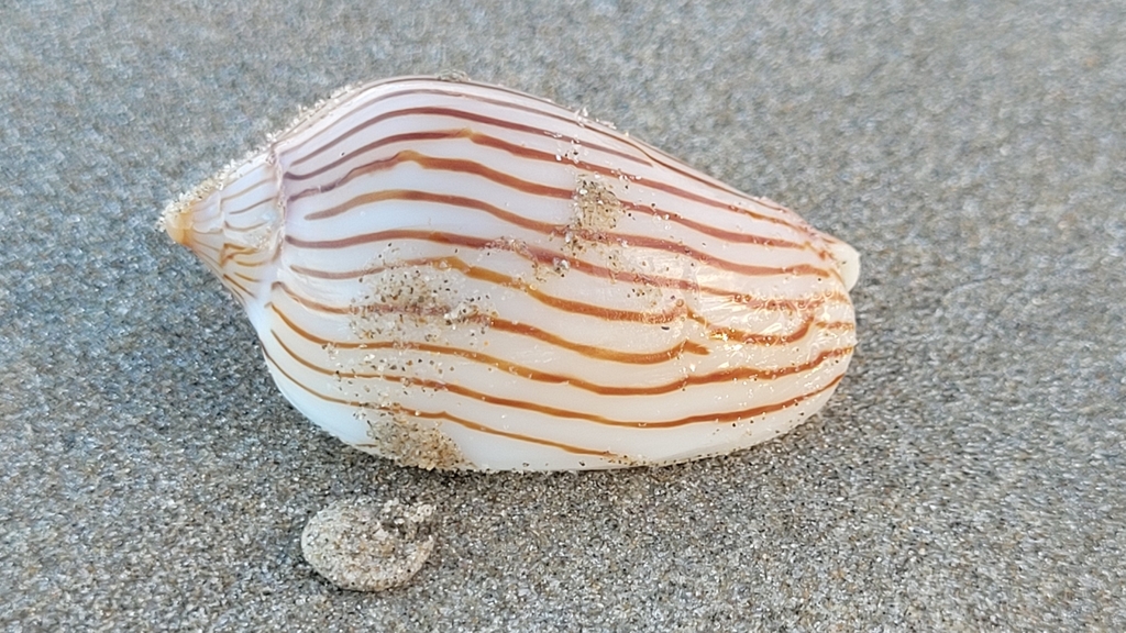 Zebra Volute from Arrawarra NSW 2456, Australia on June 2, 2024 at 04: ...