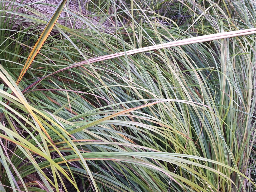 cutty grass from Rarangi 7273, New Zealand on June 2, 2024 at 03:31 PM ...
