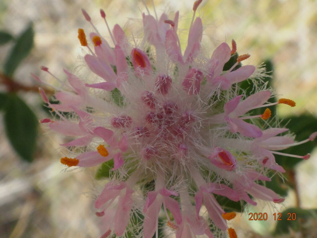 Pimelea imbricata from Bunbury WA, Australia on December 20, 2020 at 10 ...