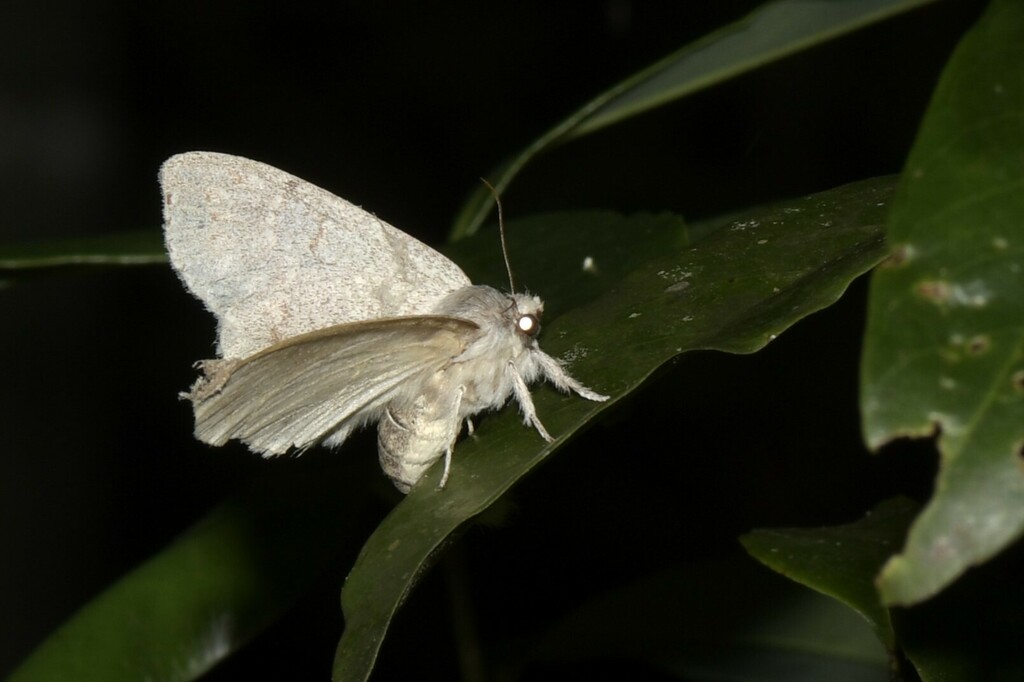 Calliteara lunulata from 南平市武夷山市大竹岚 on May 28, 2024 at 07:41 PM by ...