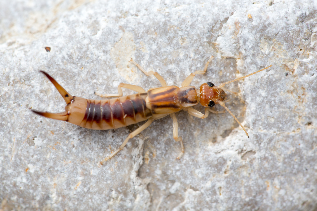 Shore Earwig from 26510 Rémuzat, Frankreich on September 17, 2017 at 01 ...